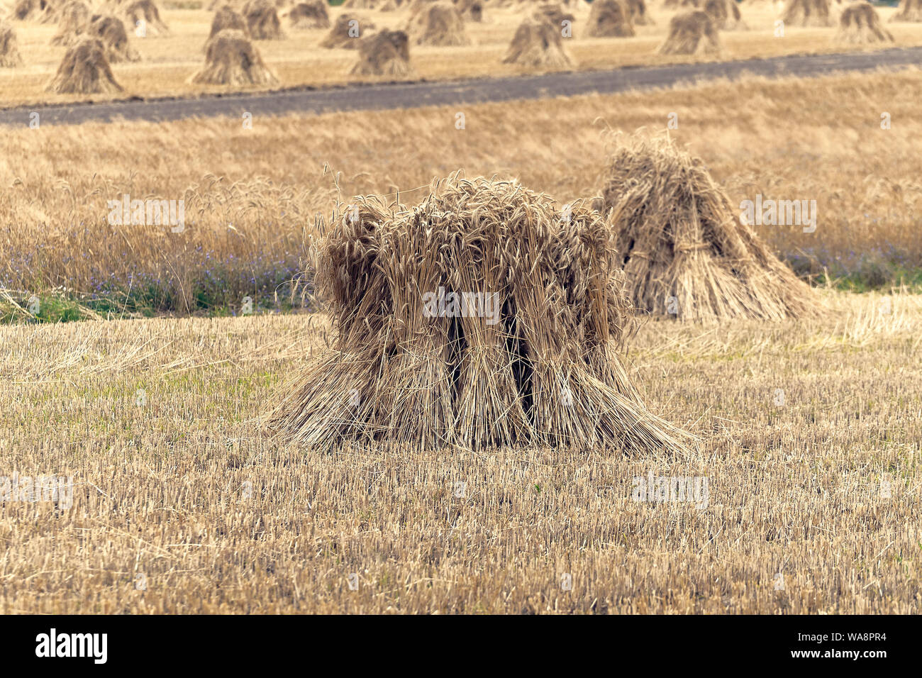 Sheafs of wheat on the background of the large field of ripe wheat ...