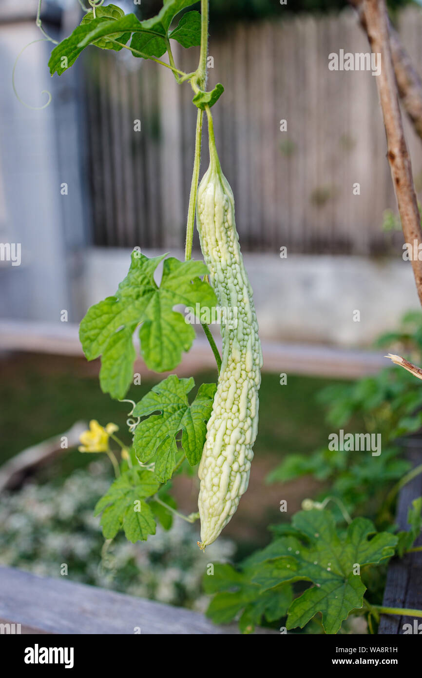 Small Bitter Gourd Hanging from a Plant Stock Photo - Alamy