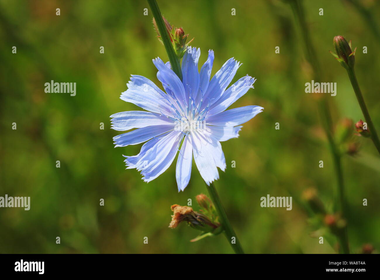 Blue Chicory Flowers, chicory wild flowers on the field. Blue flower on ...
