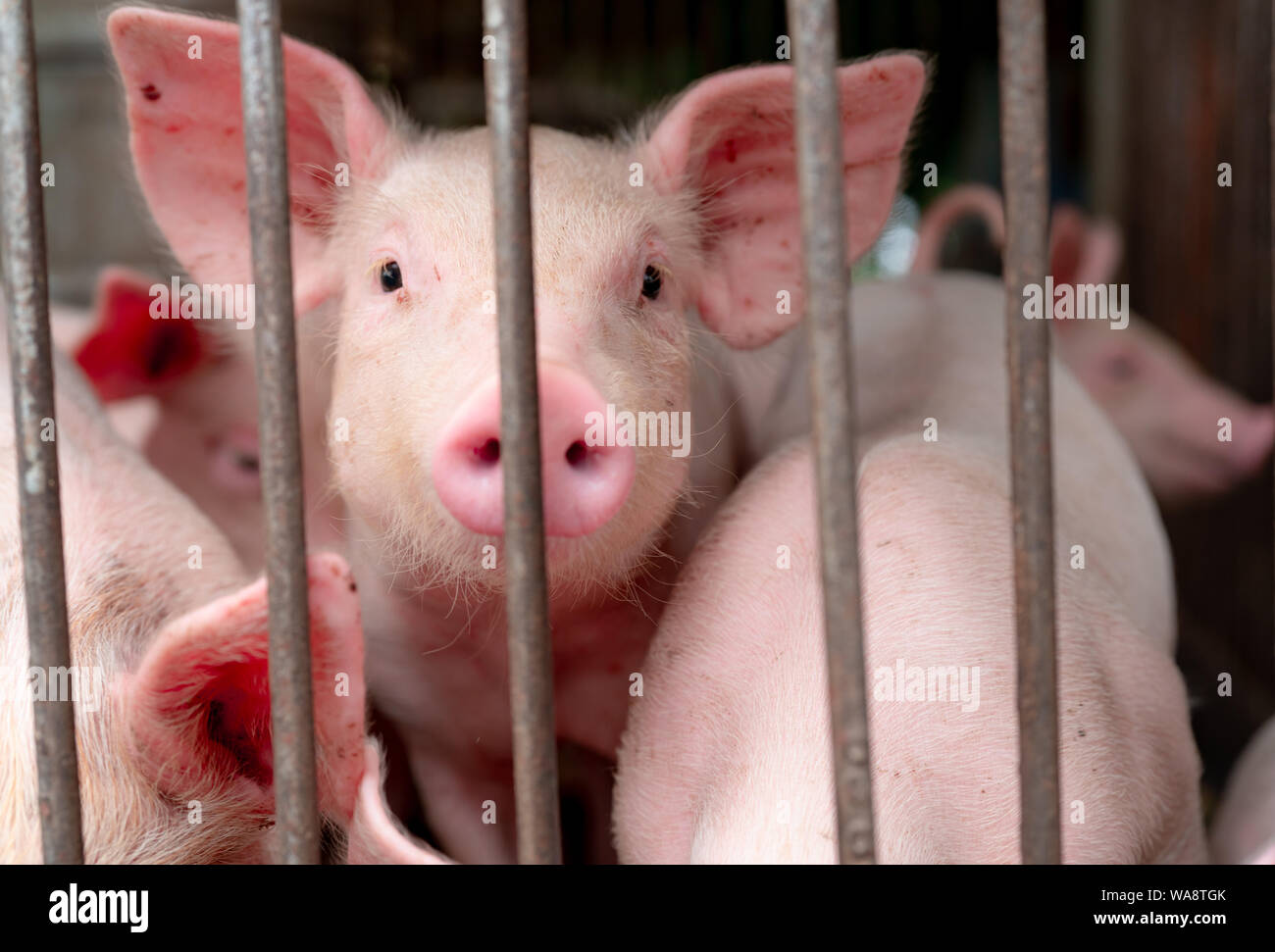 Cute piglet in farm. Happy and healthy small pig. Livestock farming ...