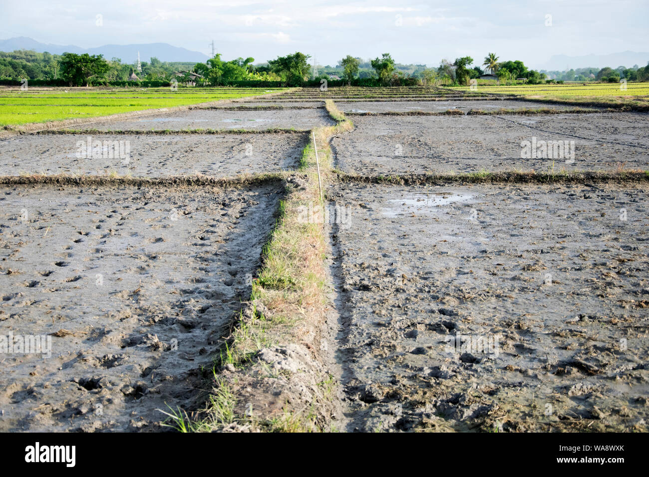 Rice field before seeding Stock Photo - Alamy