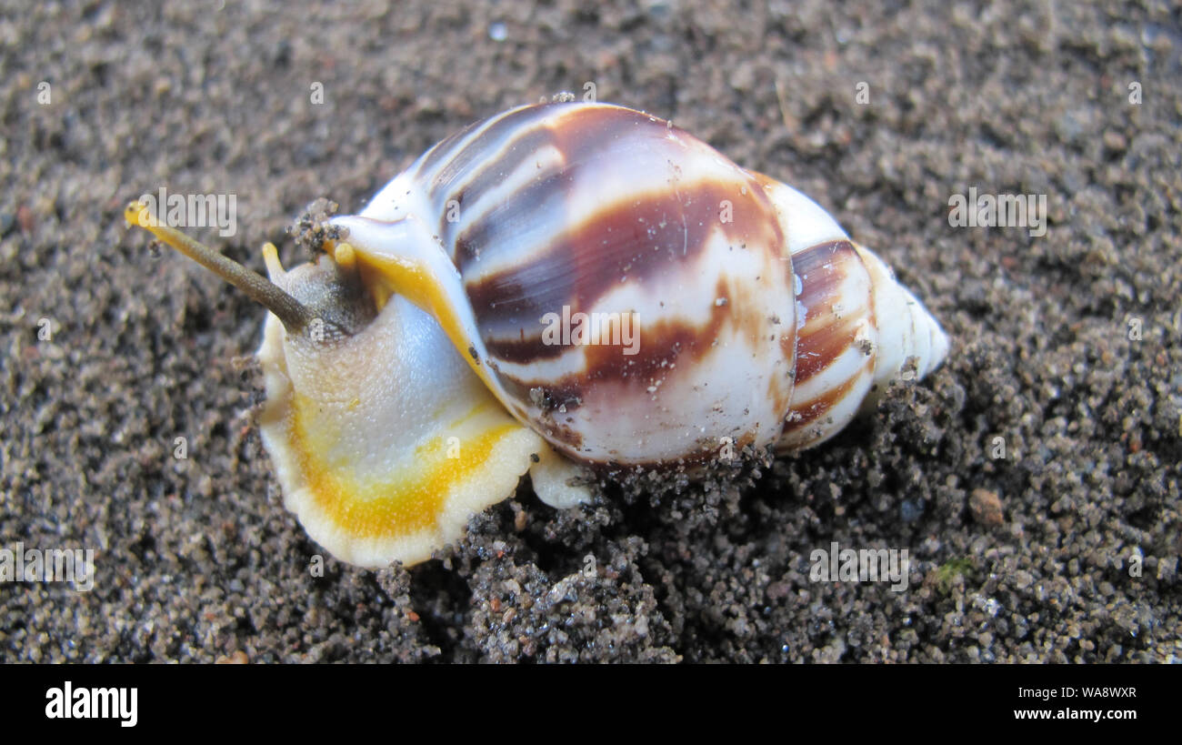 Snail walking on the ground Stock Photo - Alamy