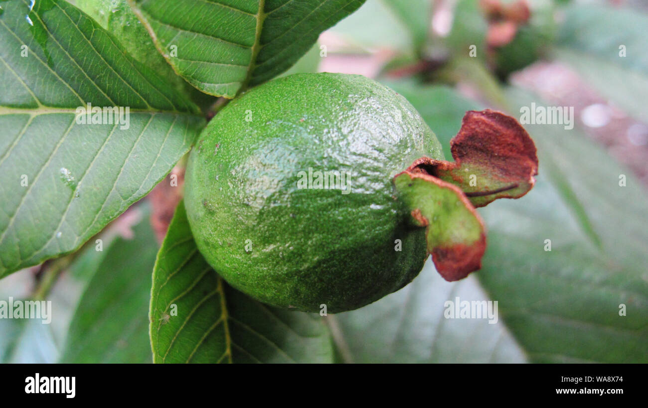 Green guava fruit hi-res stock photography and images - Alamy