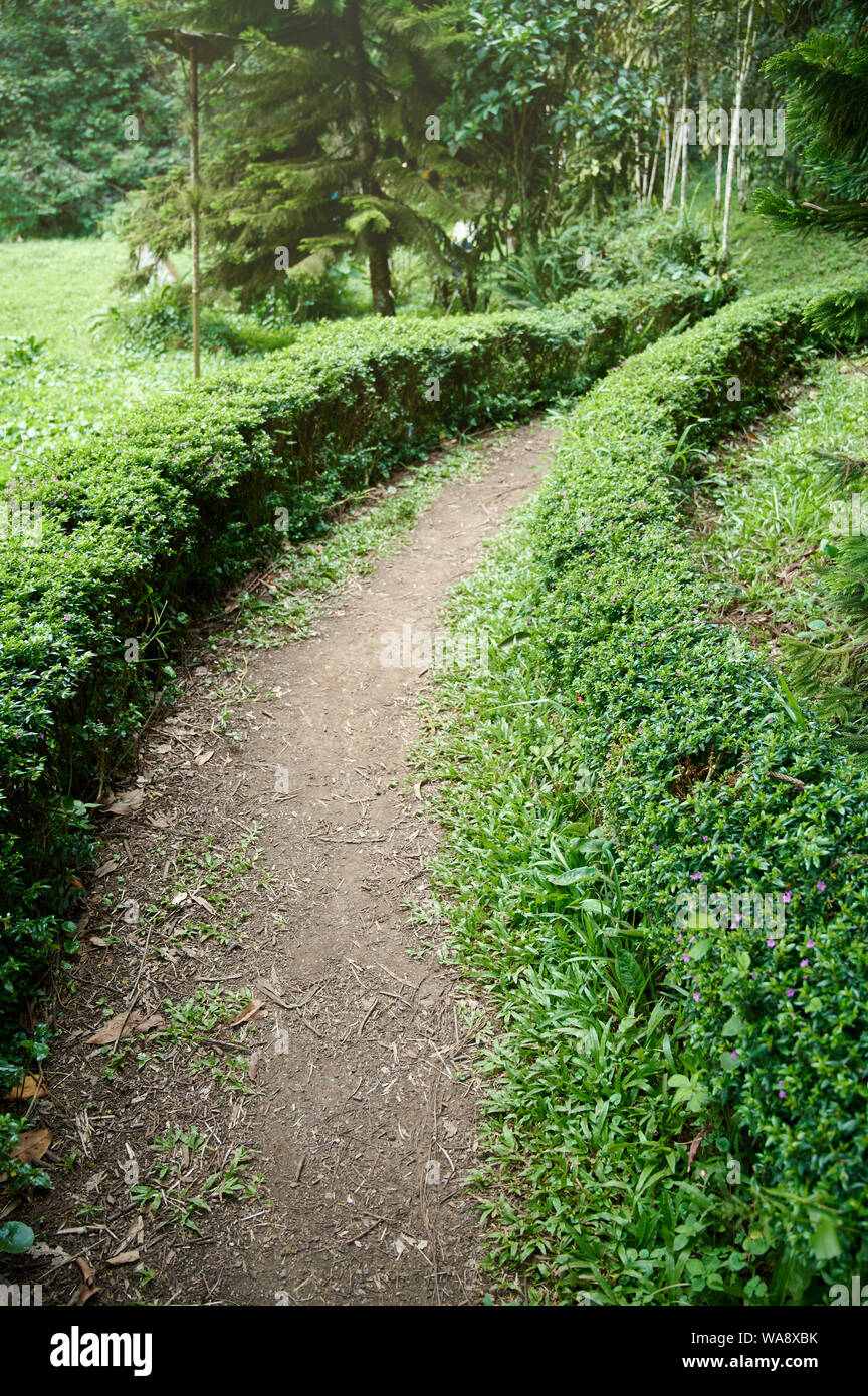 Small pathway in green park around bushes on sunny day Stock Photo - Alamy