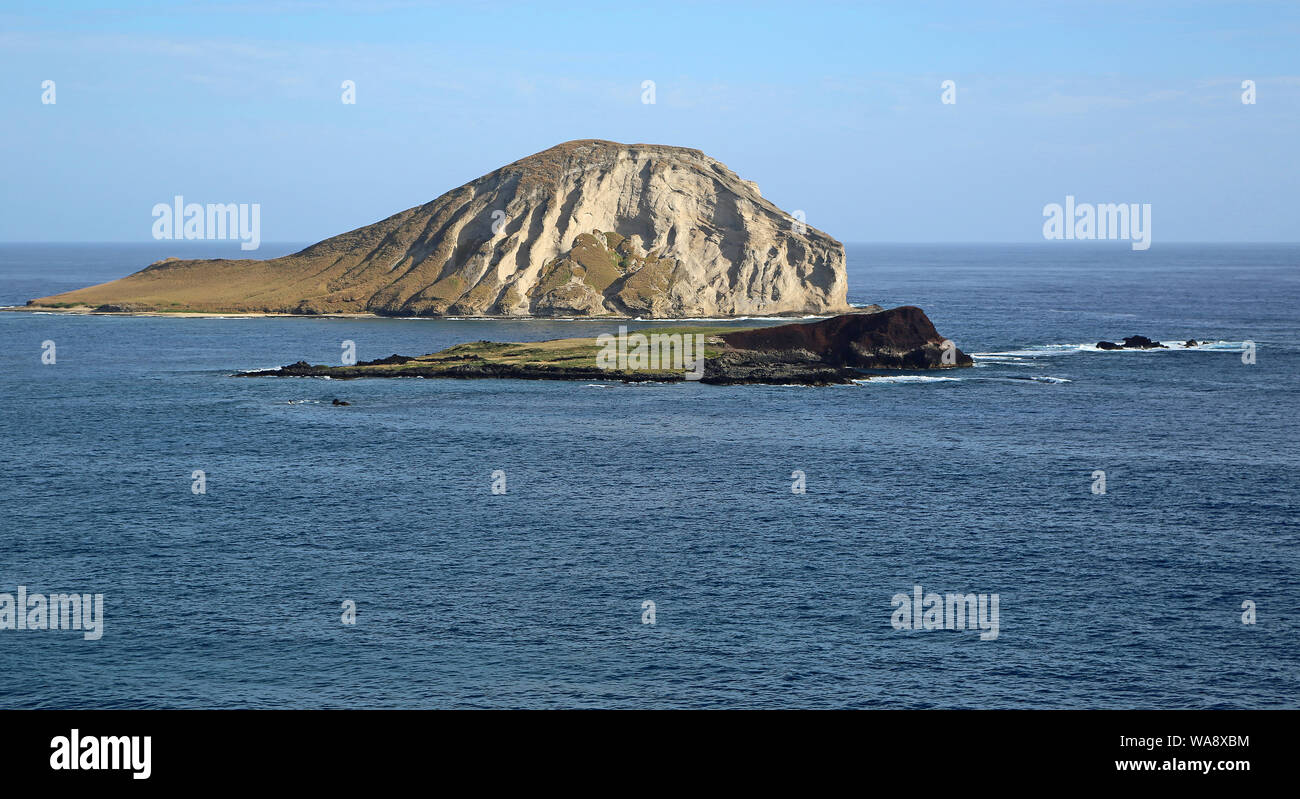 Hawaii with rabbit hi-res stock photography and images - Alamy