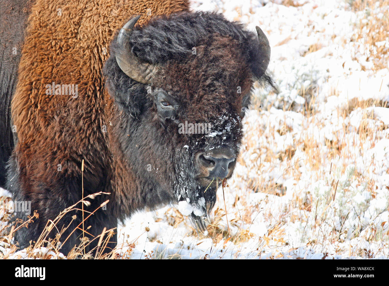 Bison beard hi-res stock photography and images - Alamy