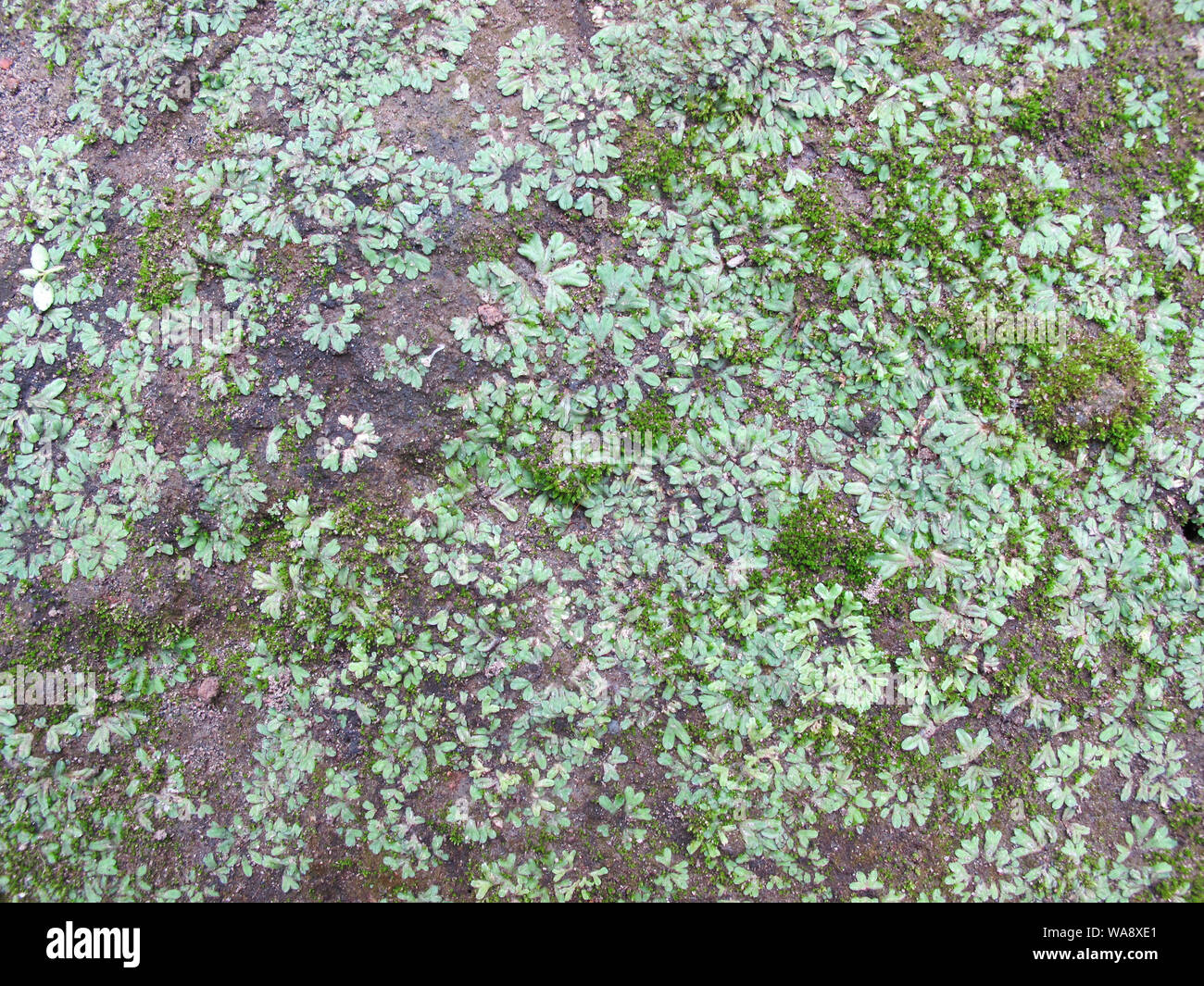 Marchantiophyta, Hepaticophyta, Liverworts, Lumut Hati, texture of moss ...