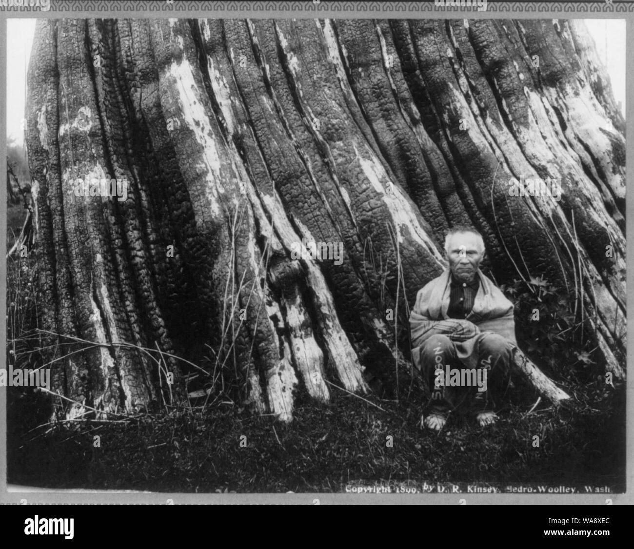 Old indian tree Black and White Stock Photos & Images - Alamy