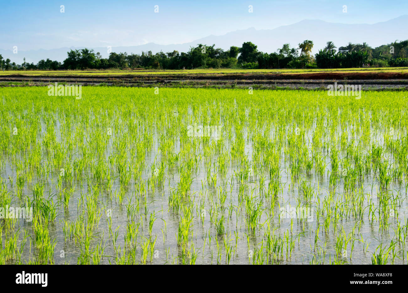 rice seedlings in the rice farm Stock Photo - Alamy