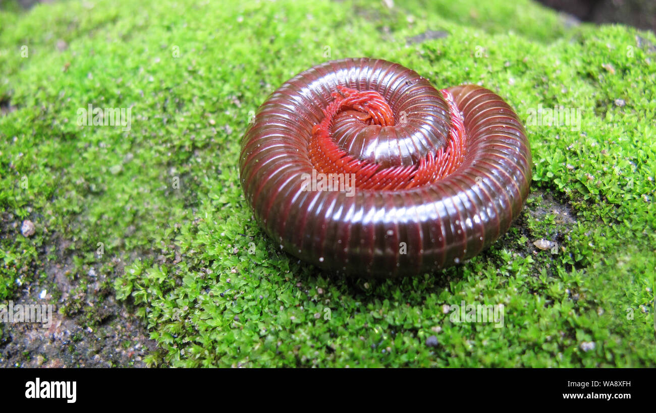 Keluwing, Red Milipede Rolling On The Ground Stock Photo - Alamy