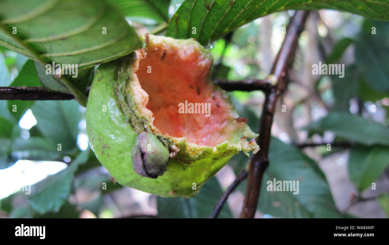 Rotten guava hi-res stock photography and images - Alamy