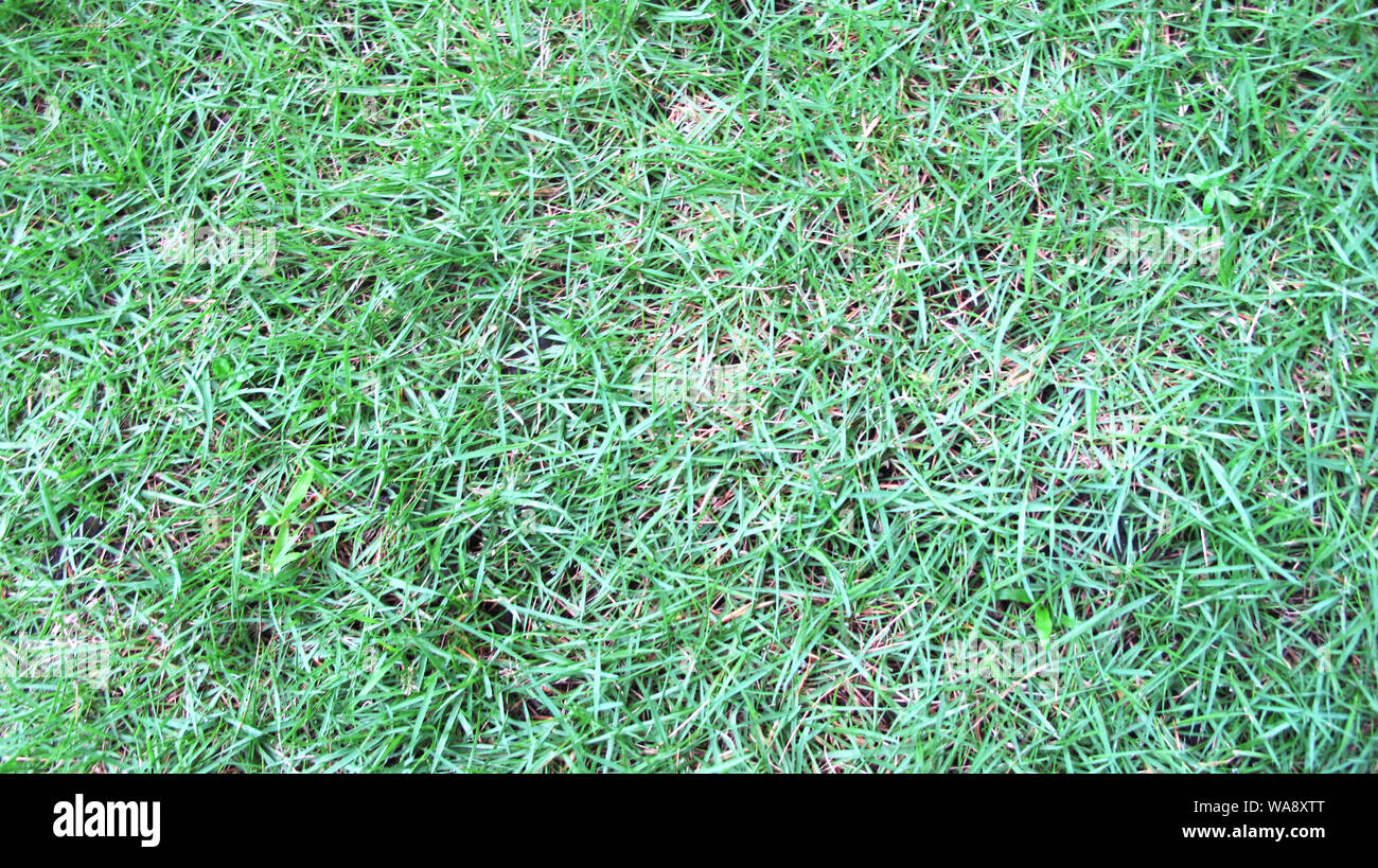 Texture of green grass Stock Photo - Alamy
