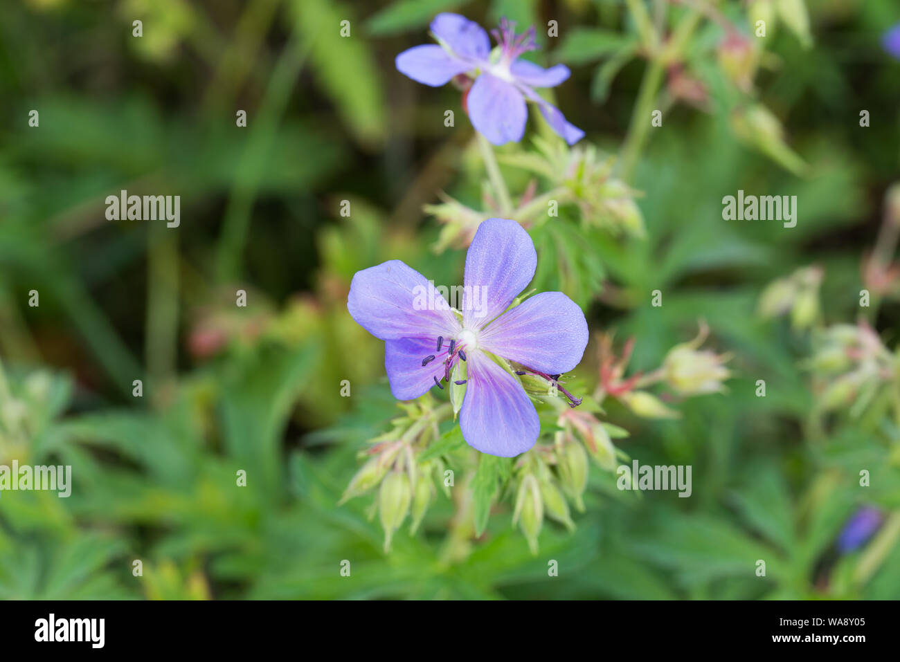 Geranium pratense, the meadow crane's-bill meadow geranium blue flowers ...