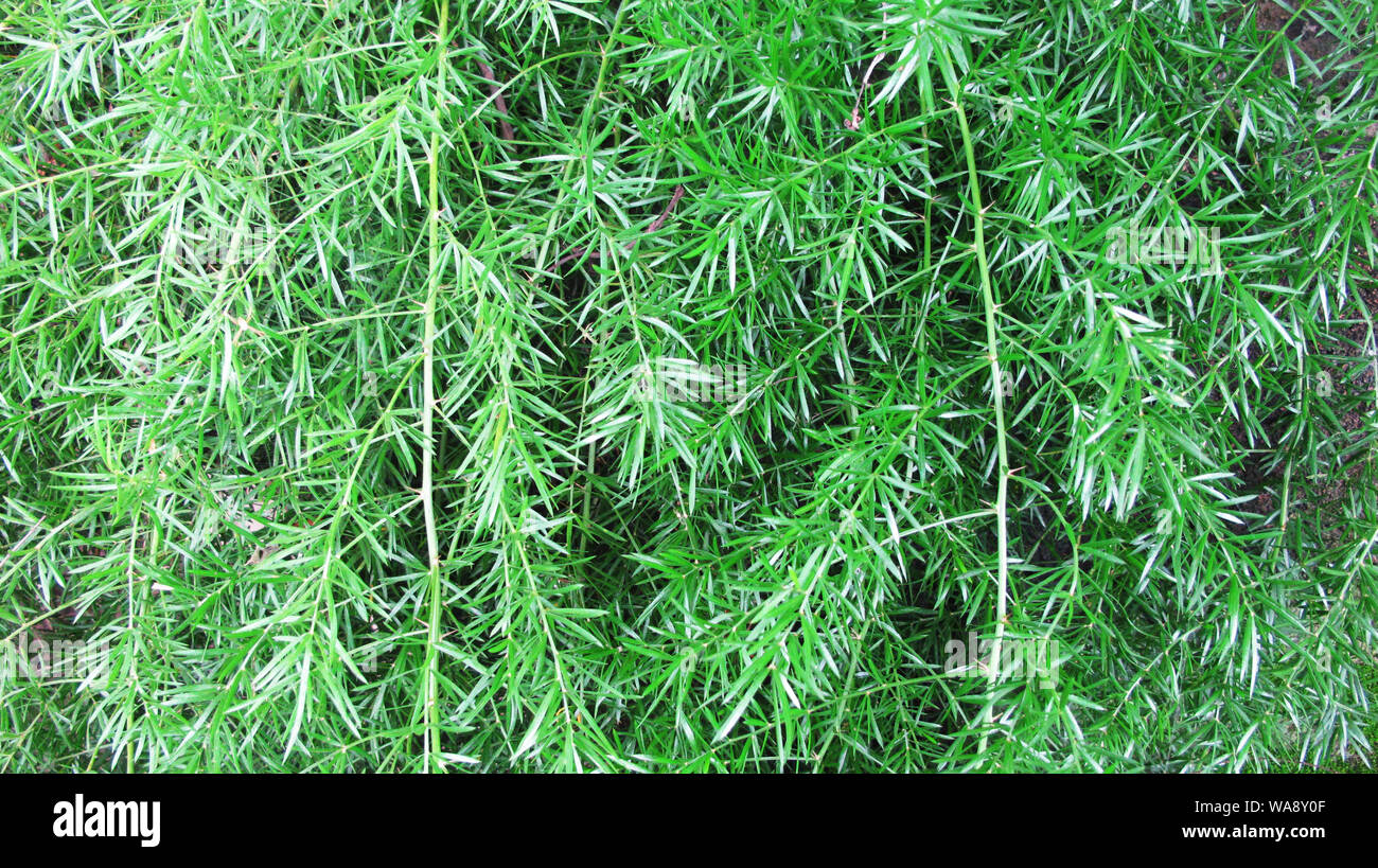 The texture of a pointed leaf plant Stock Photo - Alamy