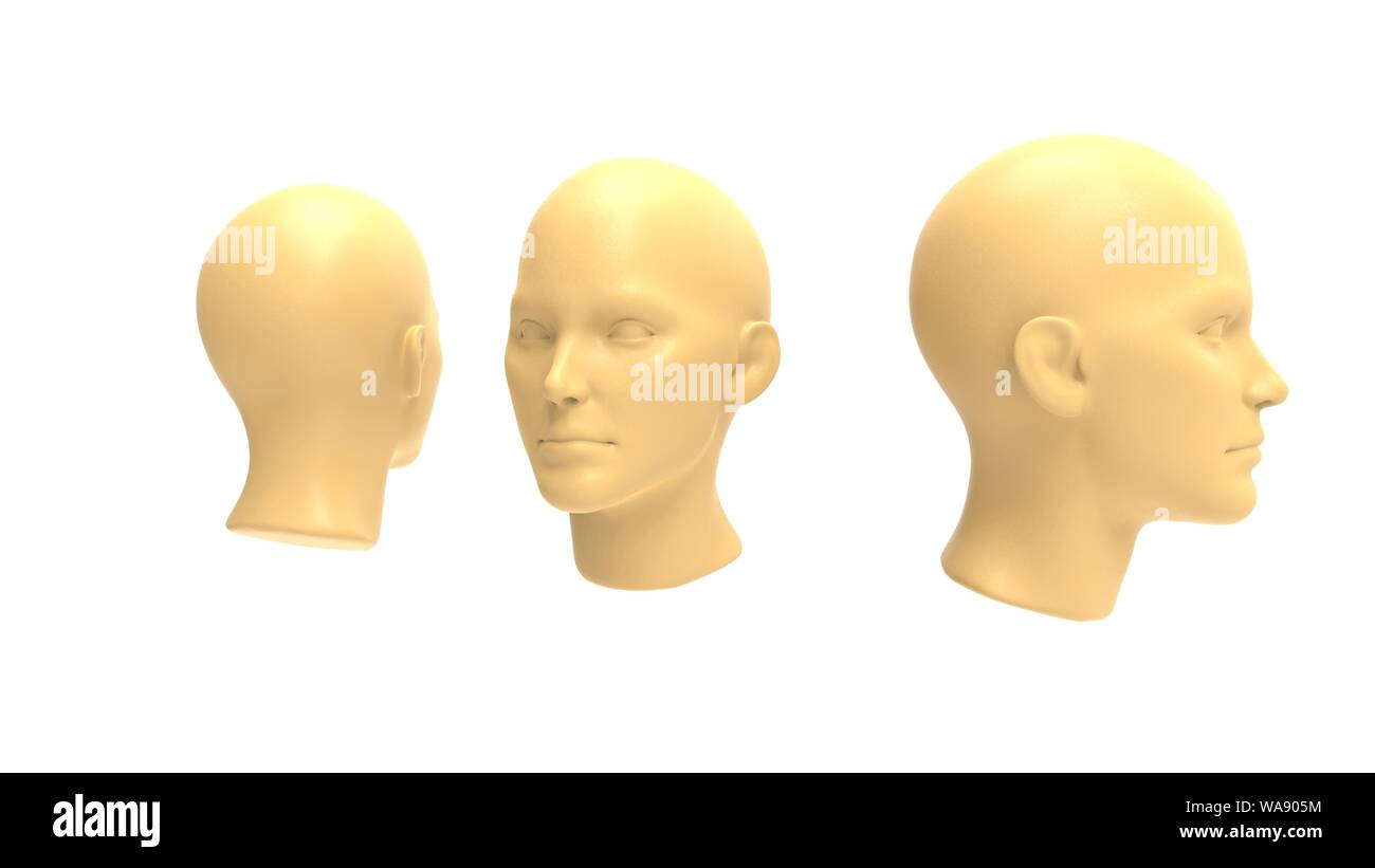 3d rendering of the top section of a human 3d model isolated in white ...