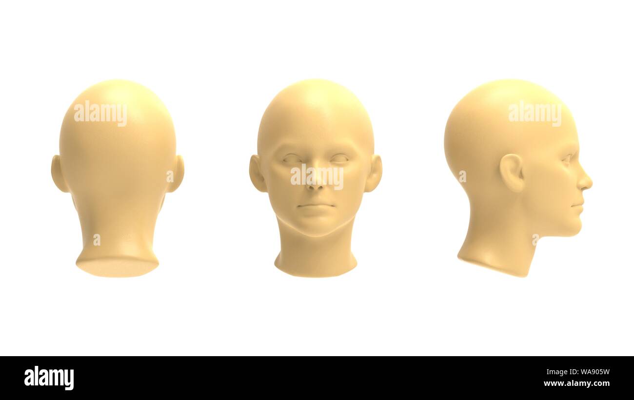 3d rendering of the top section of a human 3d model isolated in white ...