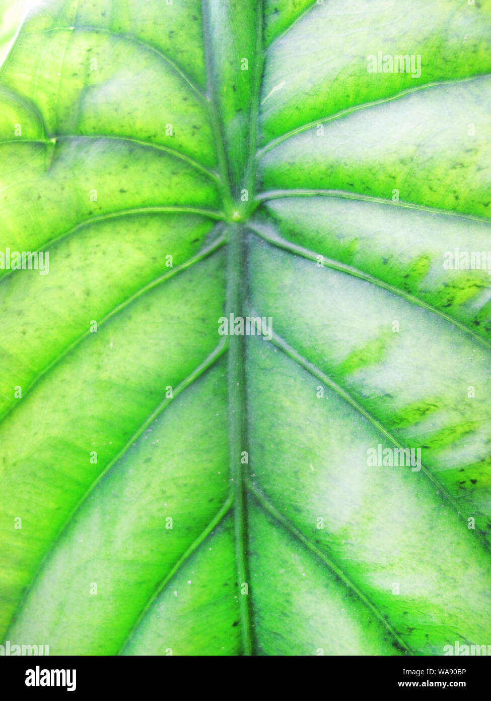 Texture material of green leaf Stock Photo - Alamy