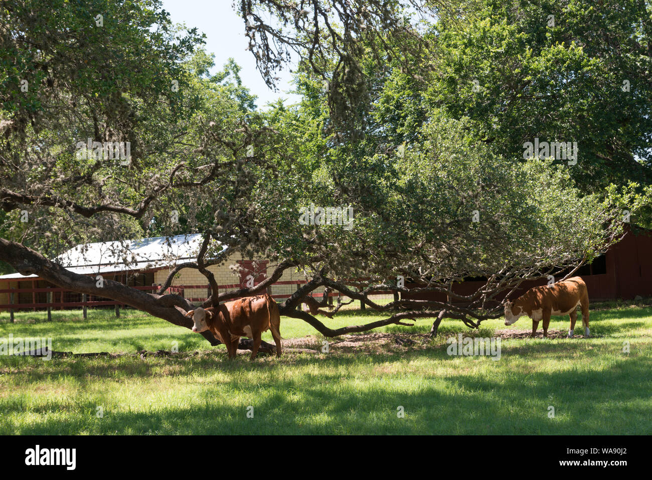 Cattle graze on the grounds of the Lyndon B. Johnson Ranch, once his ...