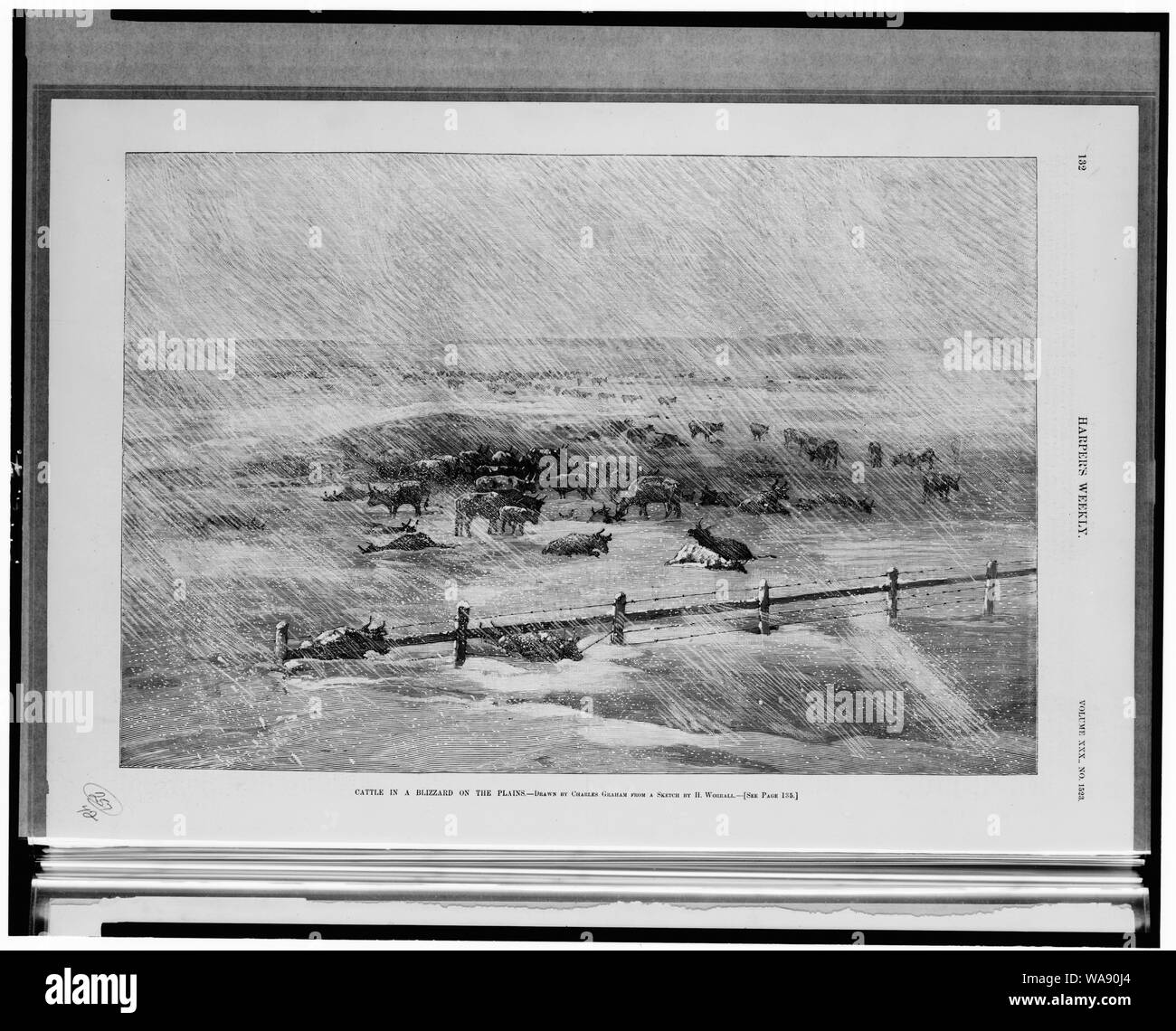 Cattle in a blizzard on the plains / drawn by Charles Graham from a ...