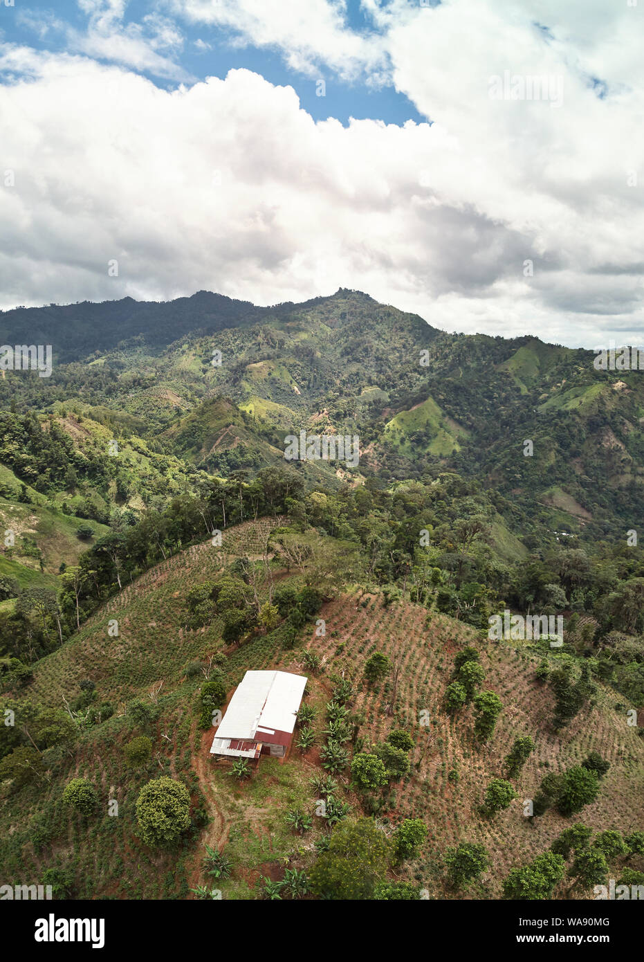 Coffee plantation farm on high mountains aerial drone view landscape ...