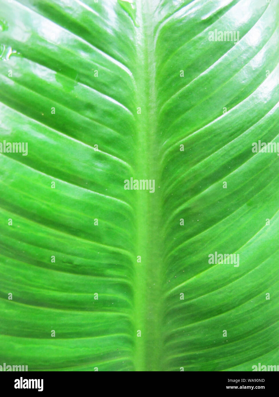 Large green leaf texture Stock Photo - Alamy