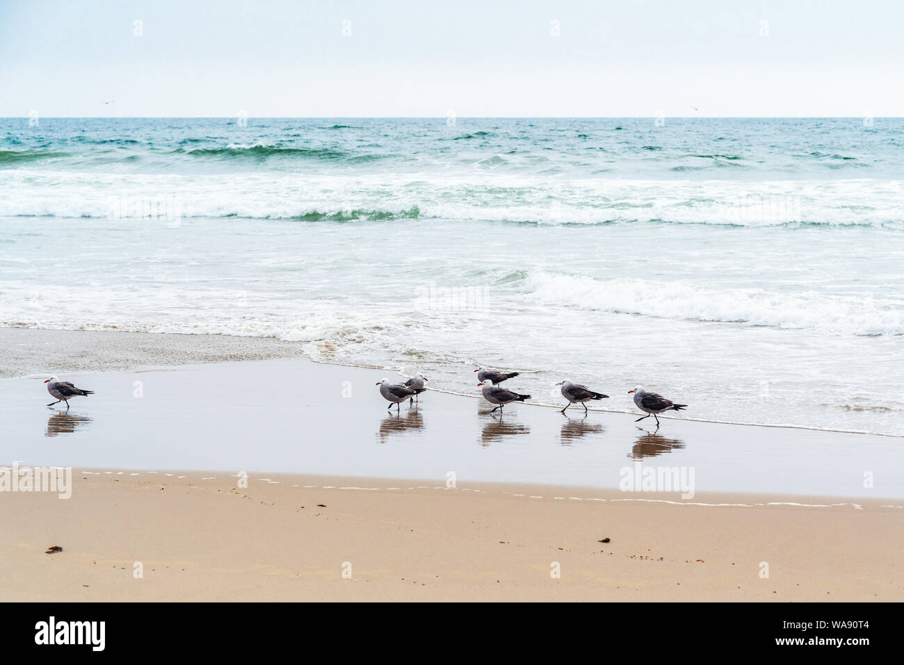 Flock of Birds on the Beach, Pacific Ocean, California Stock Photo - Alamy