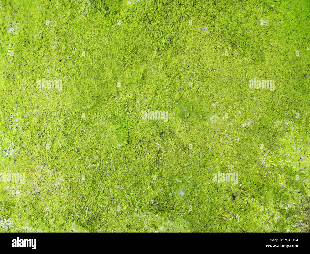 Natural green wall texture Stock Photo - Alamy