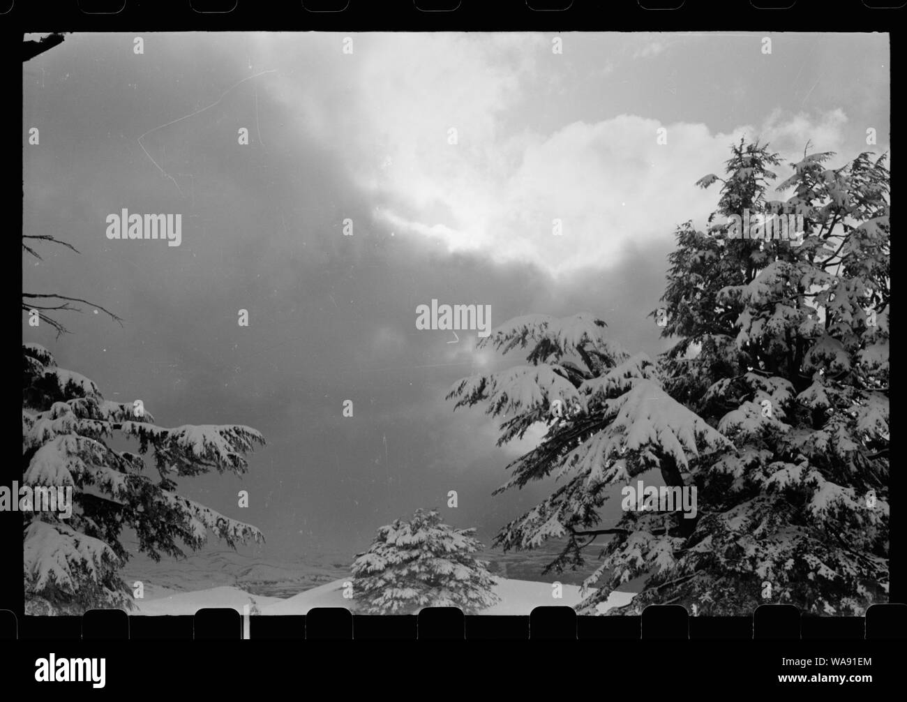 Cedars. Fog scene in the snowbound cedar grove Stock Photo - Alamy
