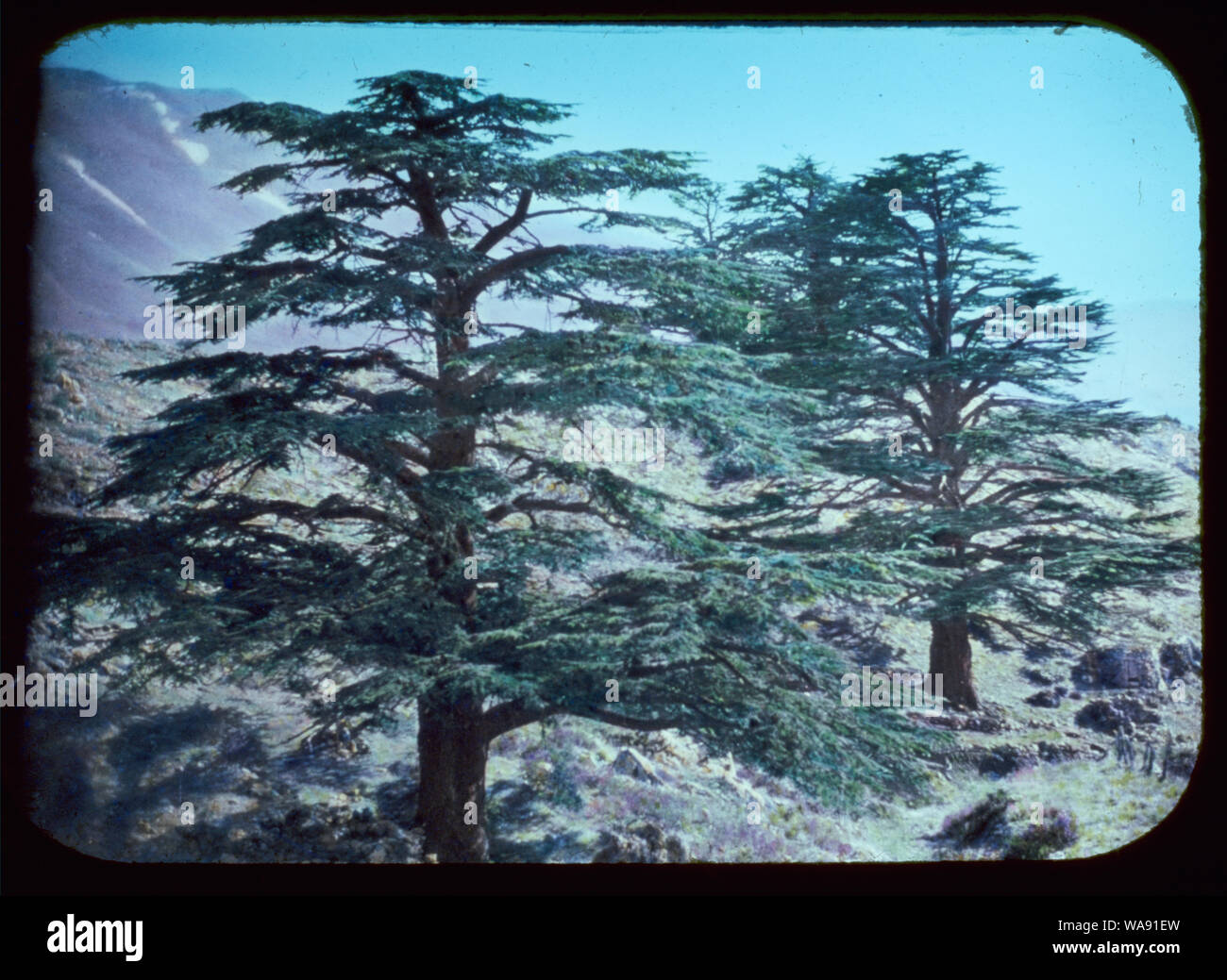 Tall cedars hi-res stock photography and images - Alamy