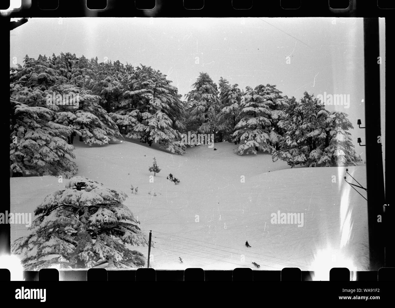 Cedars. Fog scene in the snowbound cedar grove Stock Photo - Alamy
