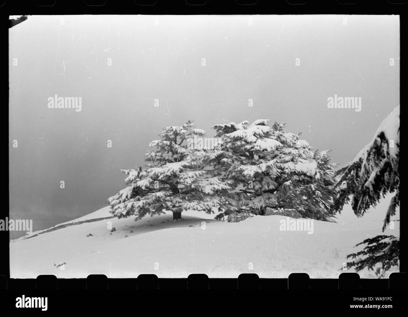 Cedars. Fog scene in the snowbound cedar grove Stock Photo - Alamy