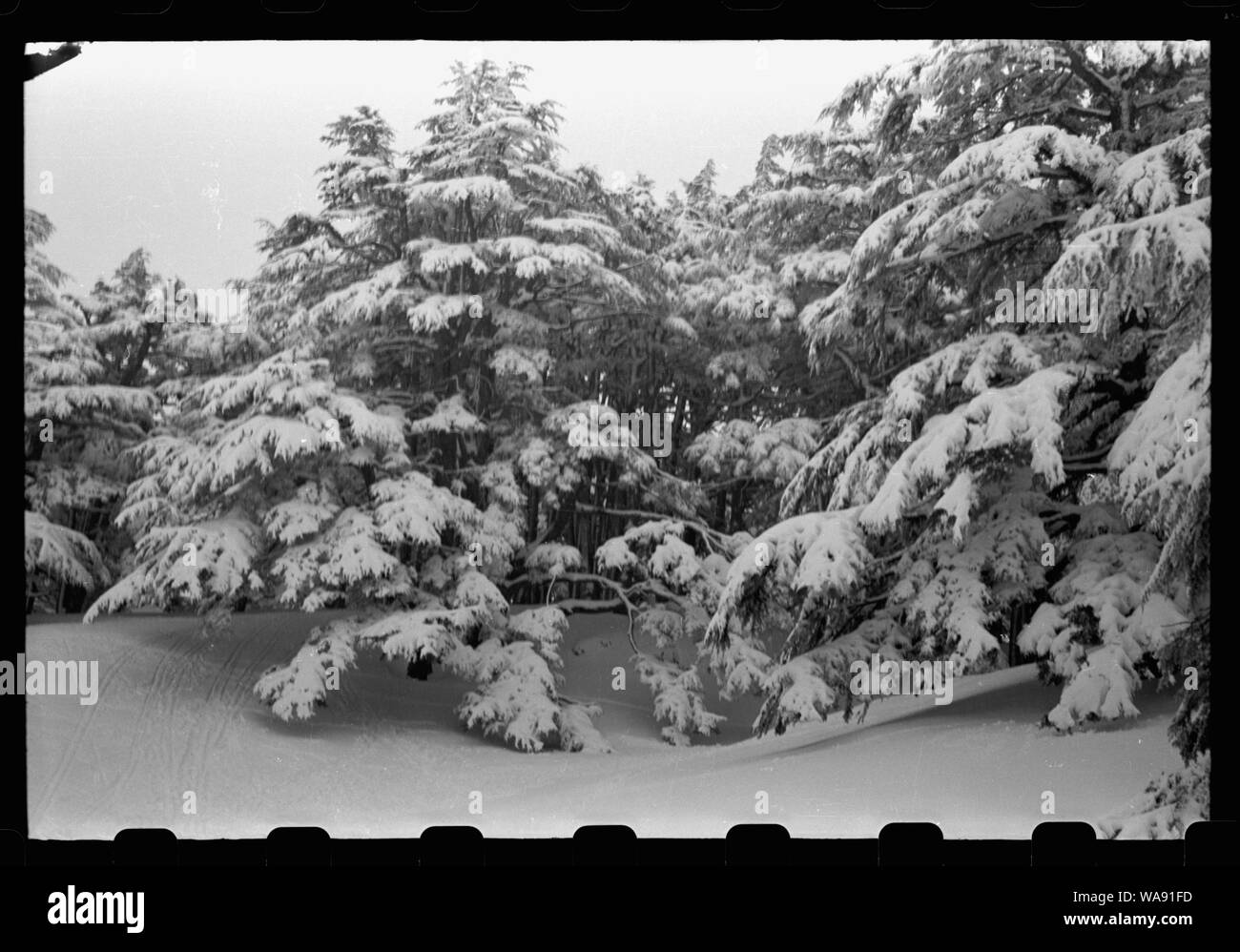 Cedars. Fog scene in the snowbound cedar grove Stock Photo - Alamy
