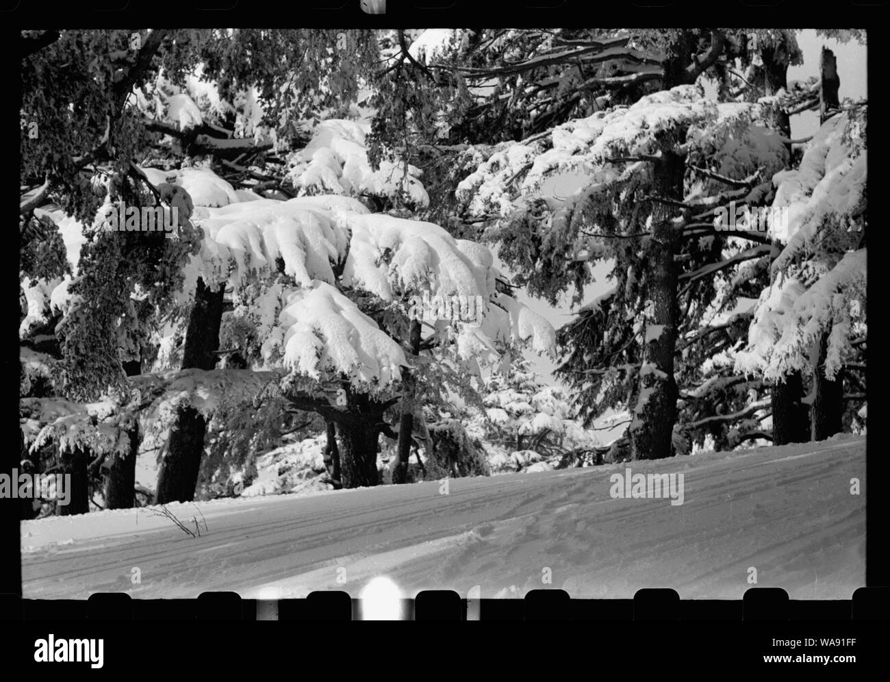 Cedars. Fog scene in the snowbound cedar grove Stock Photo - Alamy