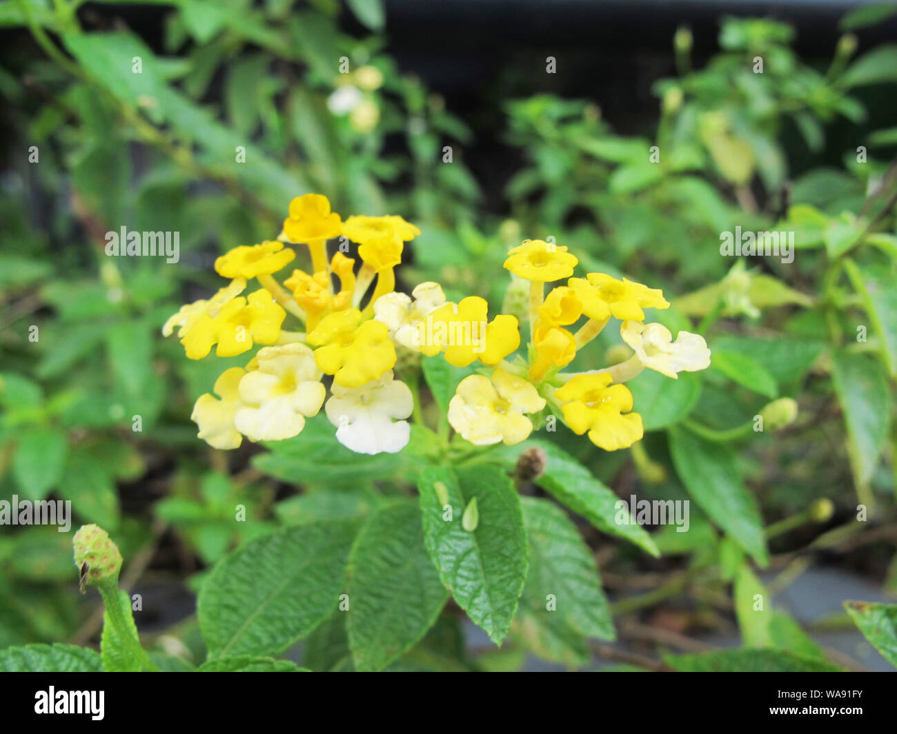 Beautiful small yellow flowers Stock Photo - Alamy