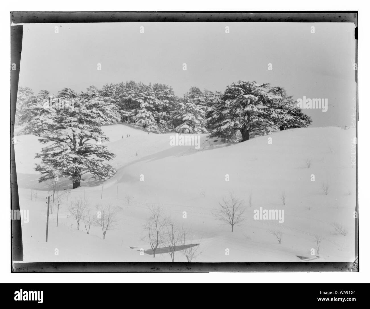 Cedar trees in cedars Black and White Stock Photos & Images - Alamy