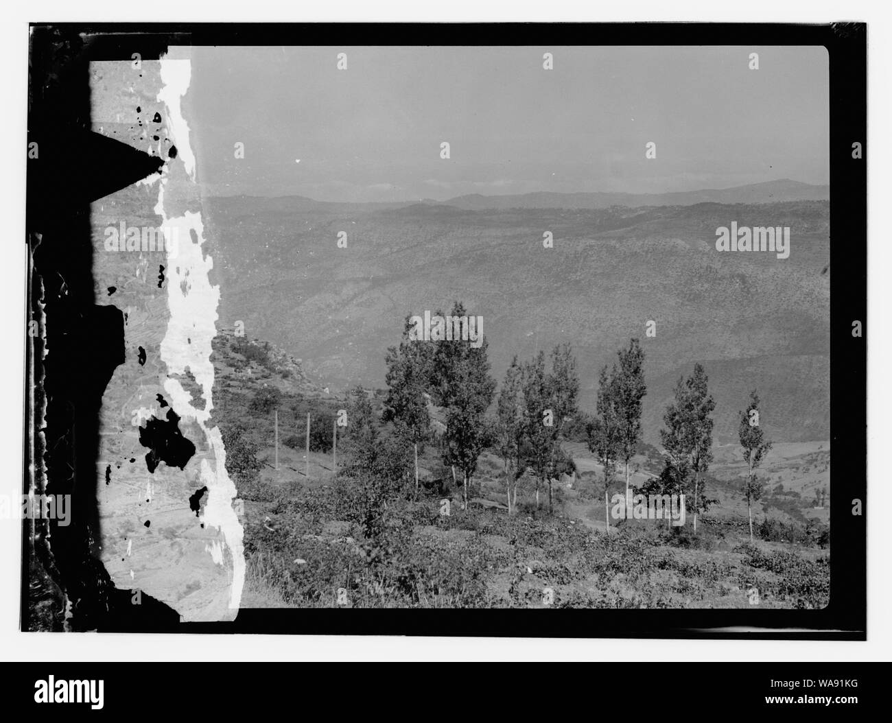 Cedars and Robinson family Stock Photo - Alamy