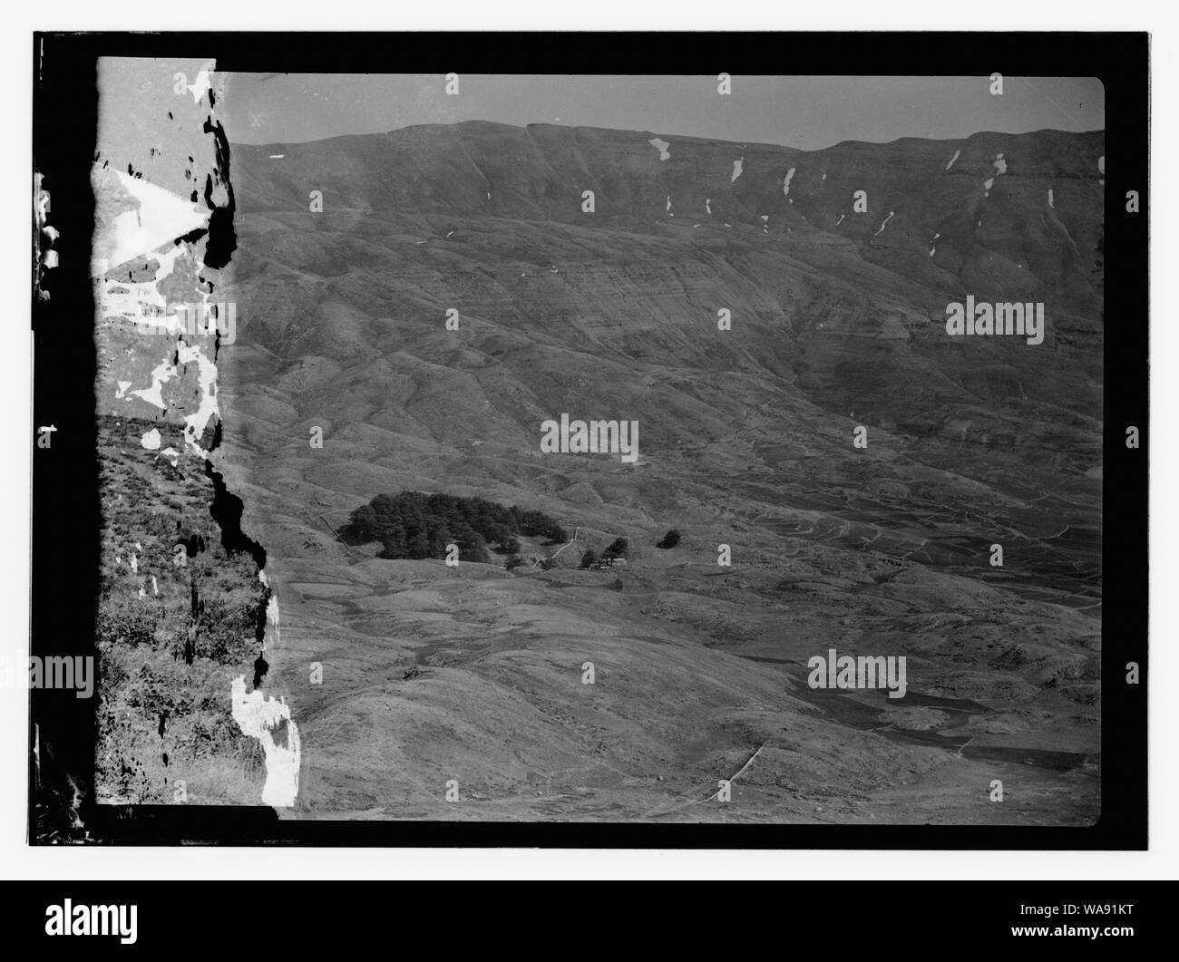 Cedars and Robinson family Stock Photo - Alamy