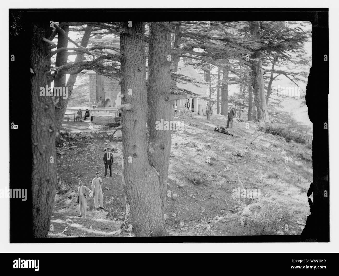 Cedars and Robinson family Stock Photo - Alamy