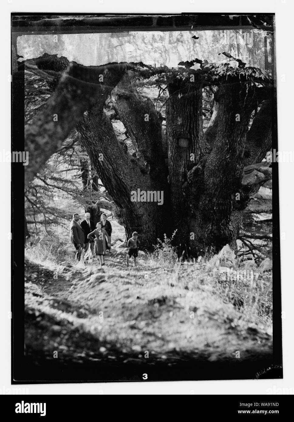 Cedars and Robinson family Stock Photo - Alamy