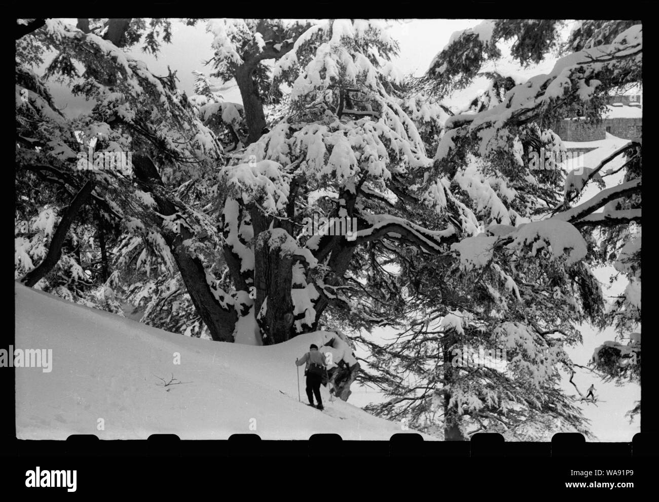 Cedars of Lebanon in snow Stock Photo - Alamy