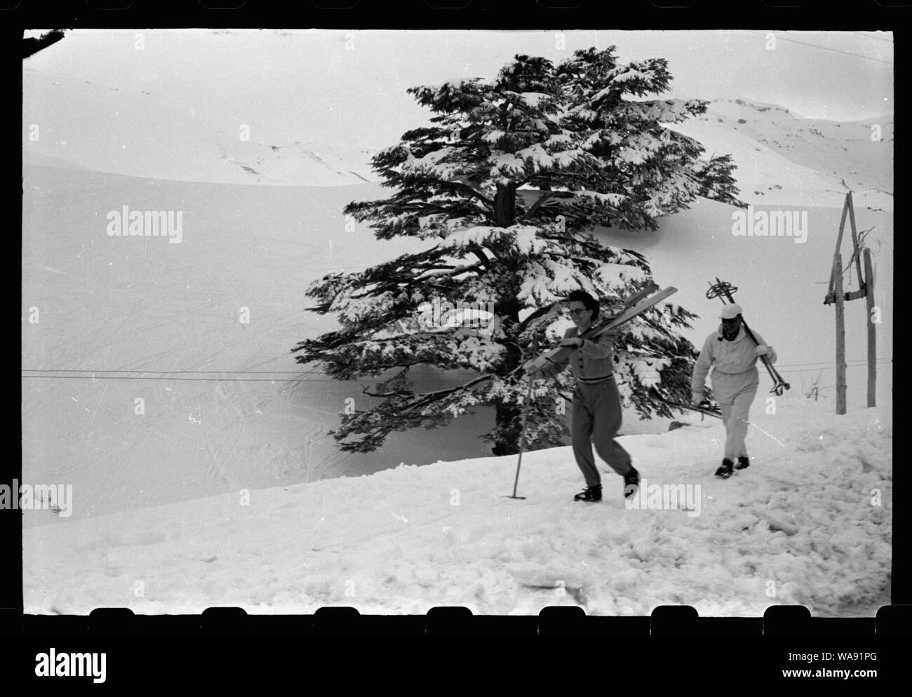 Cedars of Lebanon with snow and skiers Stock Photo - Alamy
