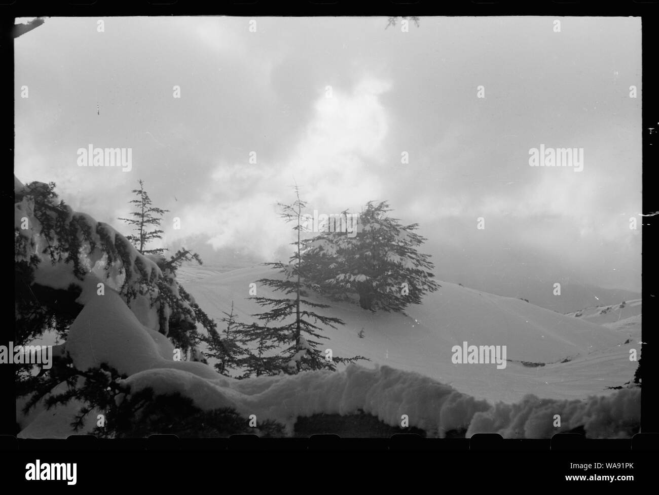 Cedars of Lebanon in the snow Stock Photo - Alamy