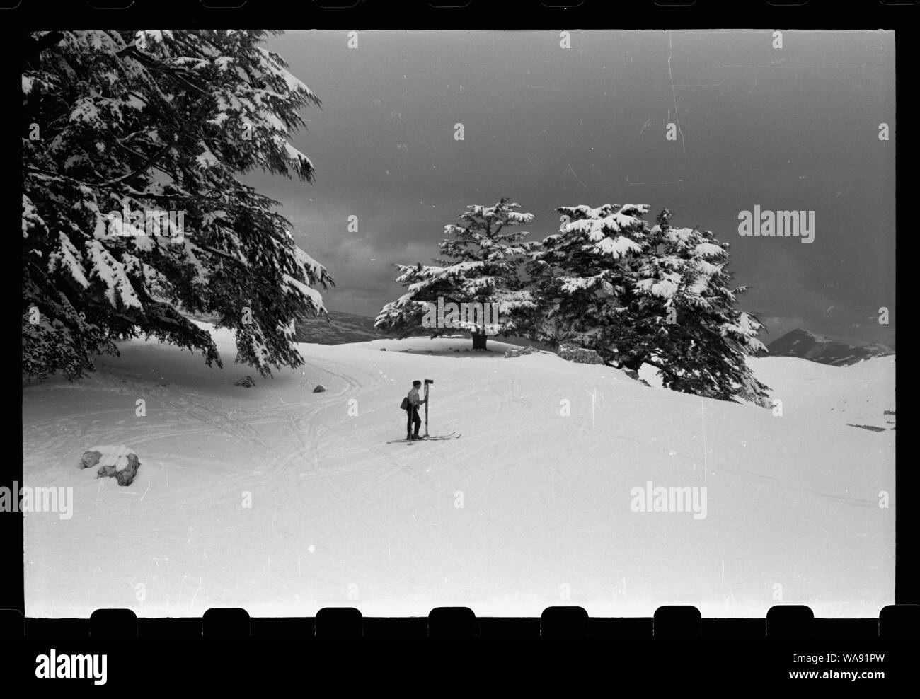 Cedars of Lebanon with snow and skiers Stock Photo - Alamy