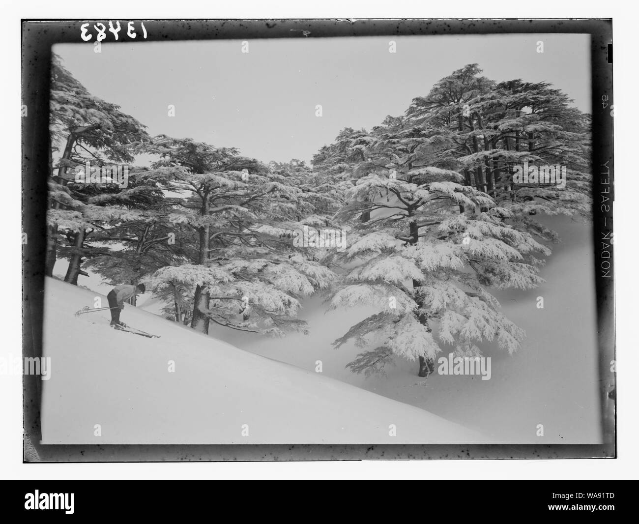Cedar tree trunk Black and White Stock Photos & Images - Alamy