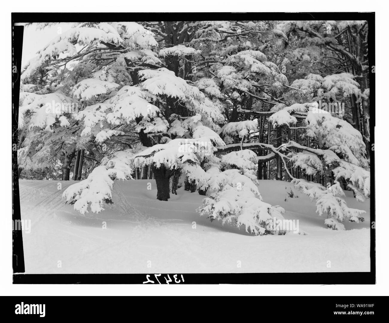 Cedars, flat [] spreading cedar branches weighted with snow Stock Photo ...