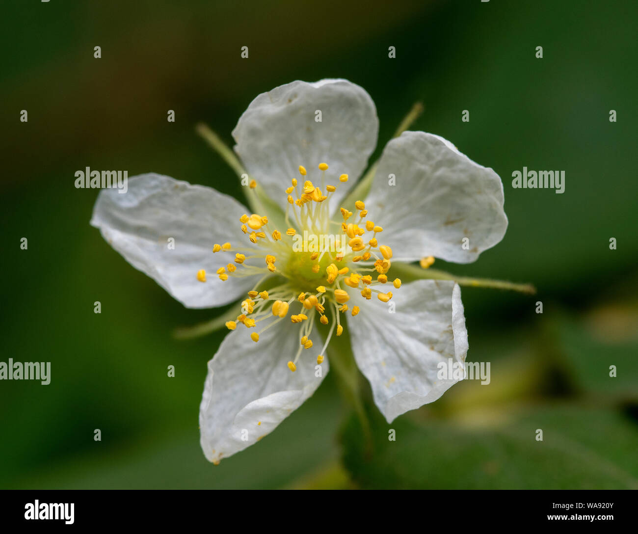 Evergreen rose flower or Rosa sempervirens blossomed Stock Photo - Alamy