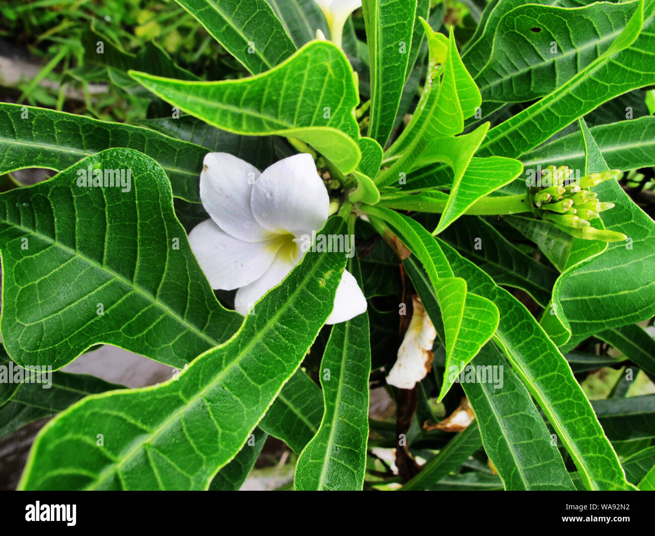 Plant photography plant detail hi-res stock photography and images - Alamy