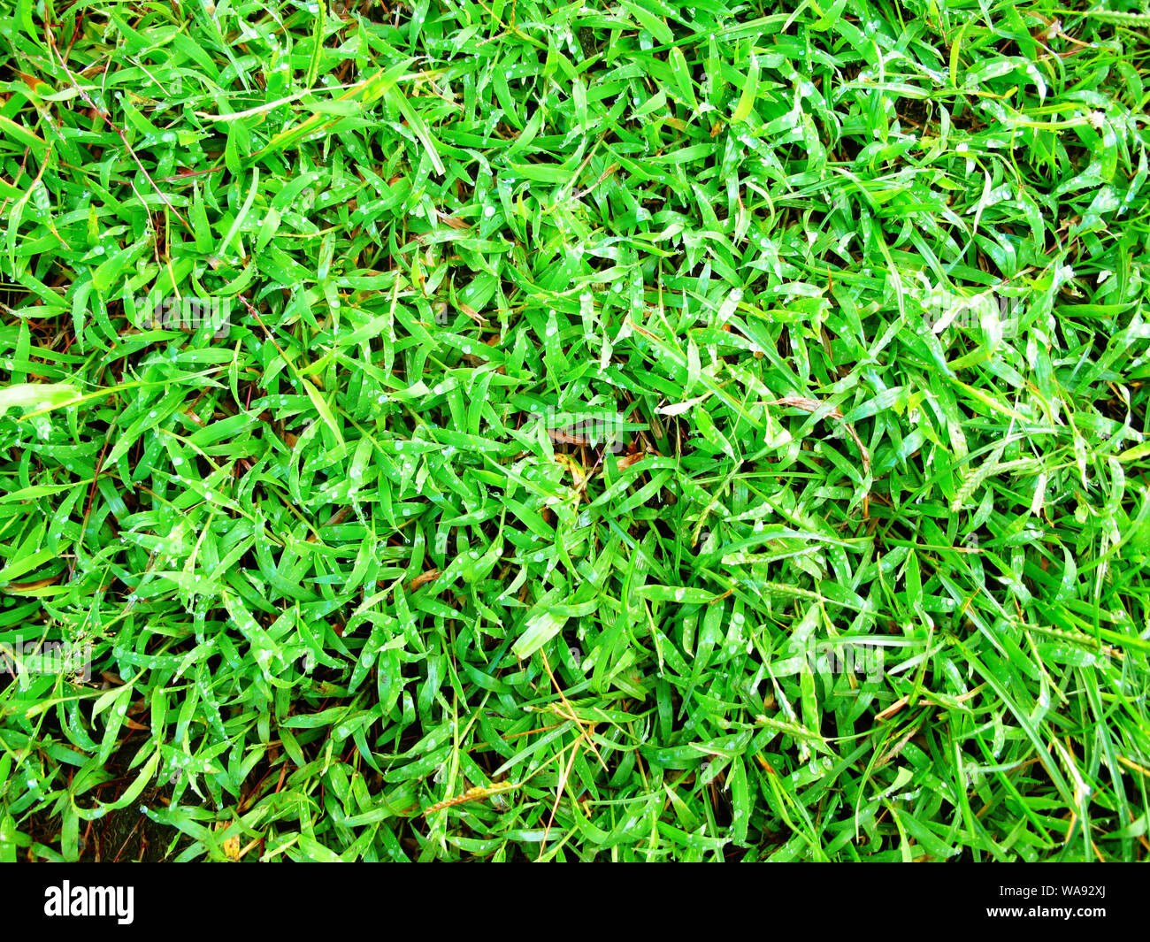 Material, texture, background of green grass Stock Photo - Alamy
