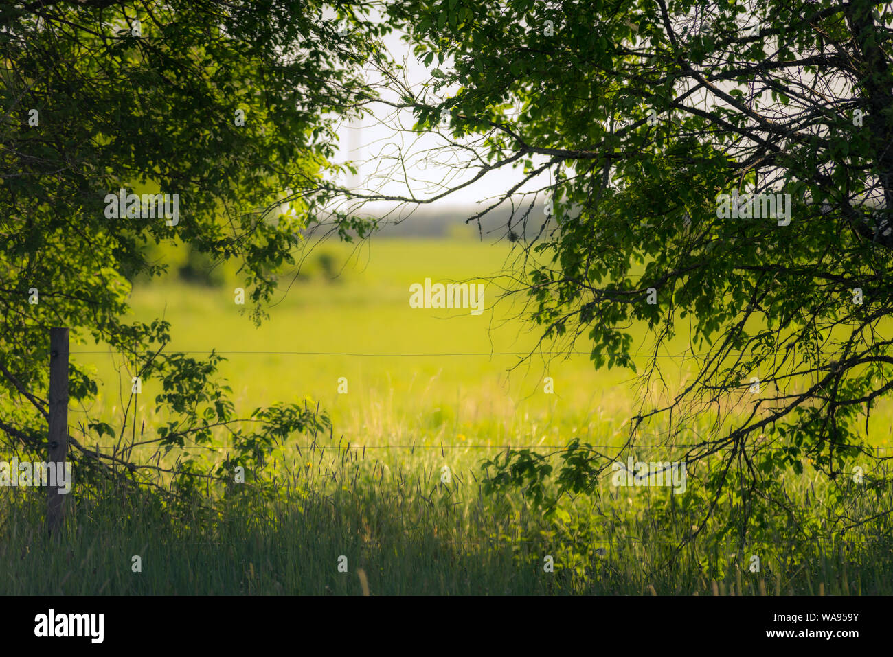 summer background with frame of grass field and leaves Stock Photo - Alamy