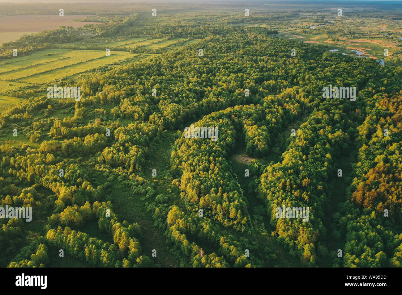 Aerial View Green Forest Woods Landscape In Sunny Spring Evening. Top ...
